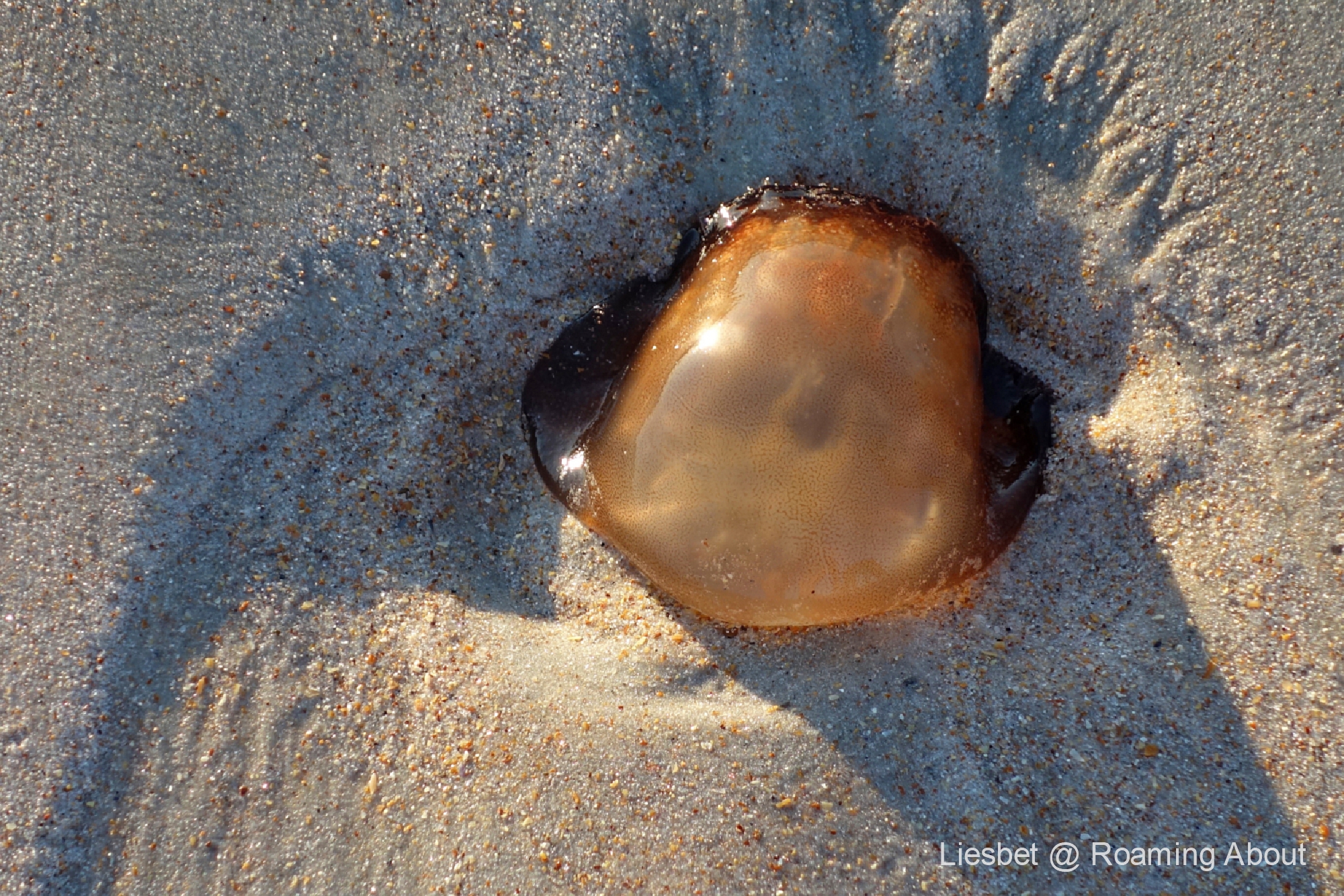 Wildlife Encounters in Florida – Roaming About