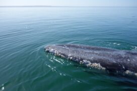 Encounters of the Whale Kind – Roaming About